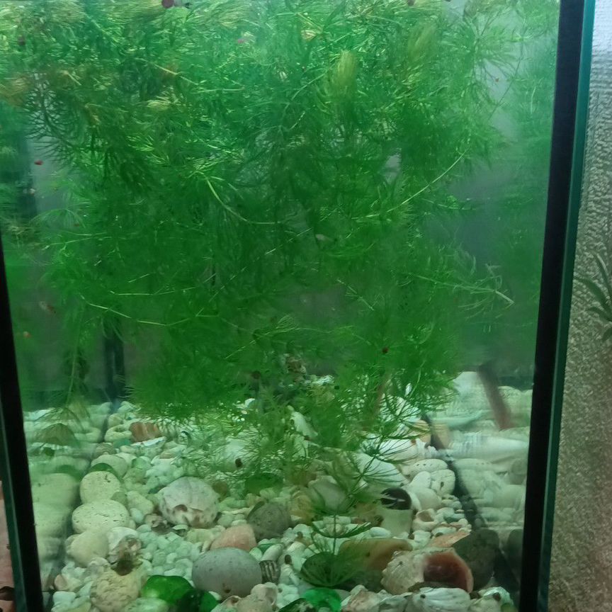 Аквариум с рыбками