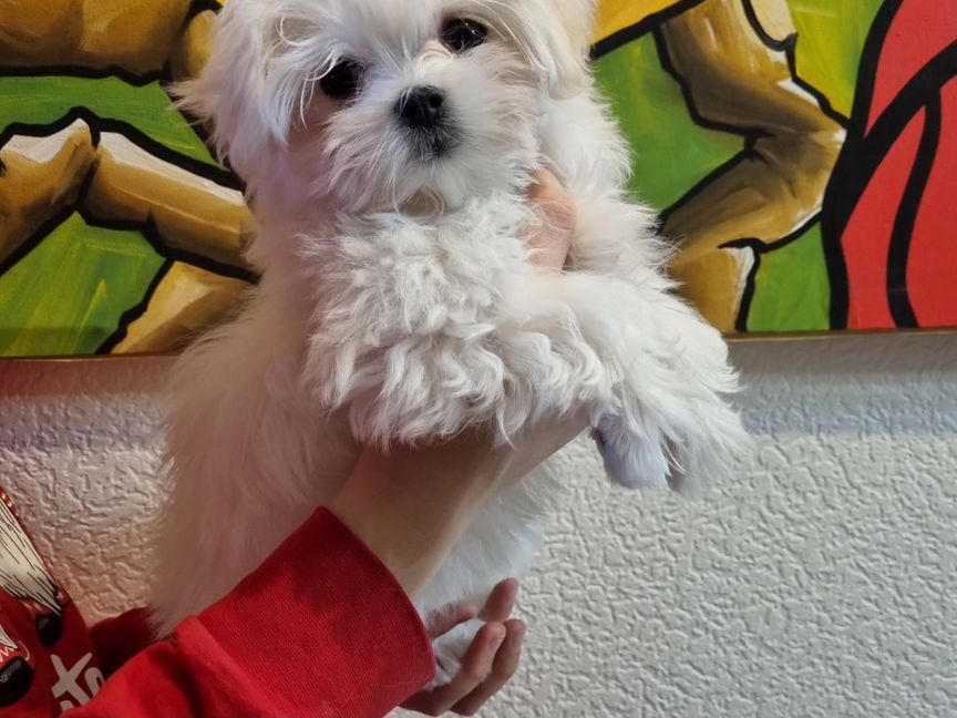 Кукольная мини девочка Корея мальтезе