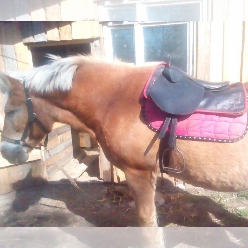 Седло для лошади