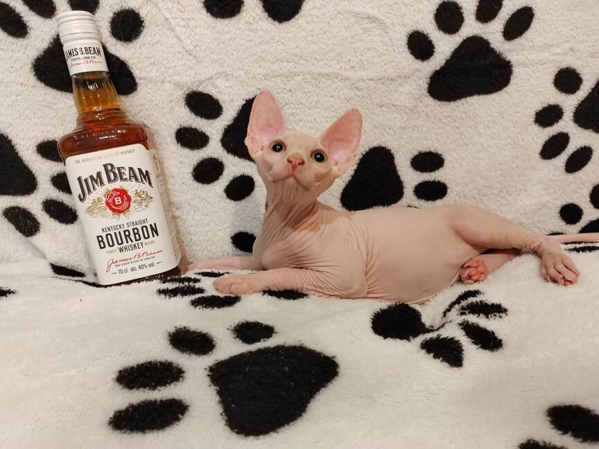 Котопёсики )