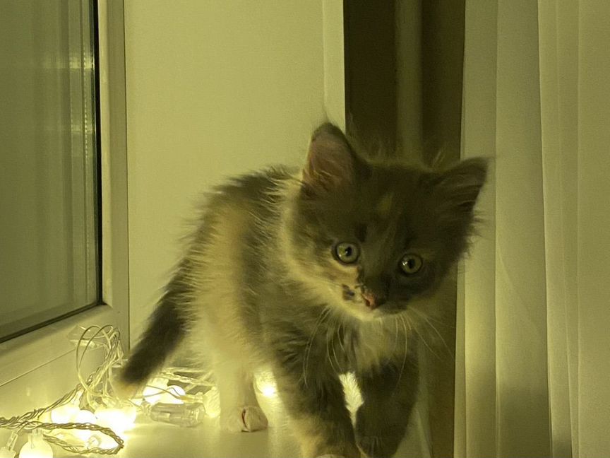 Котенок Твикси