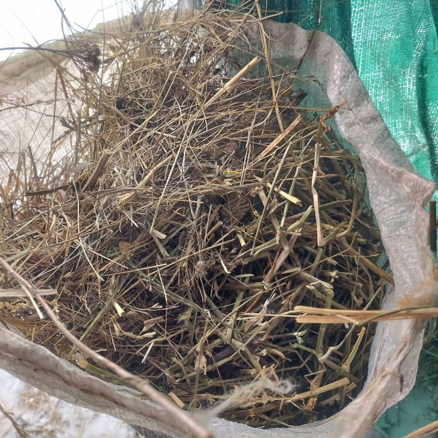 Сено на подстилку животным, для мульчи. грядок