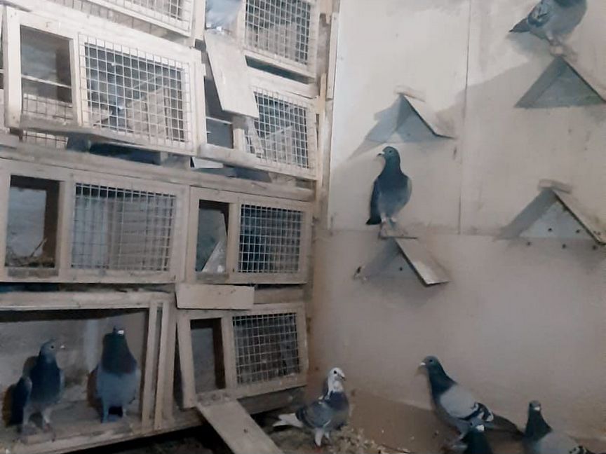 Отдам спортивных голубей в хорошие руки