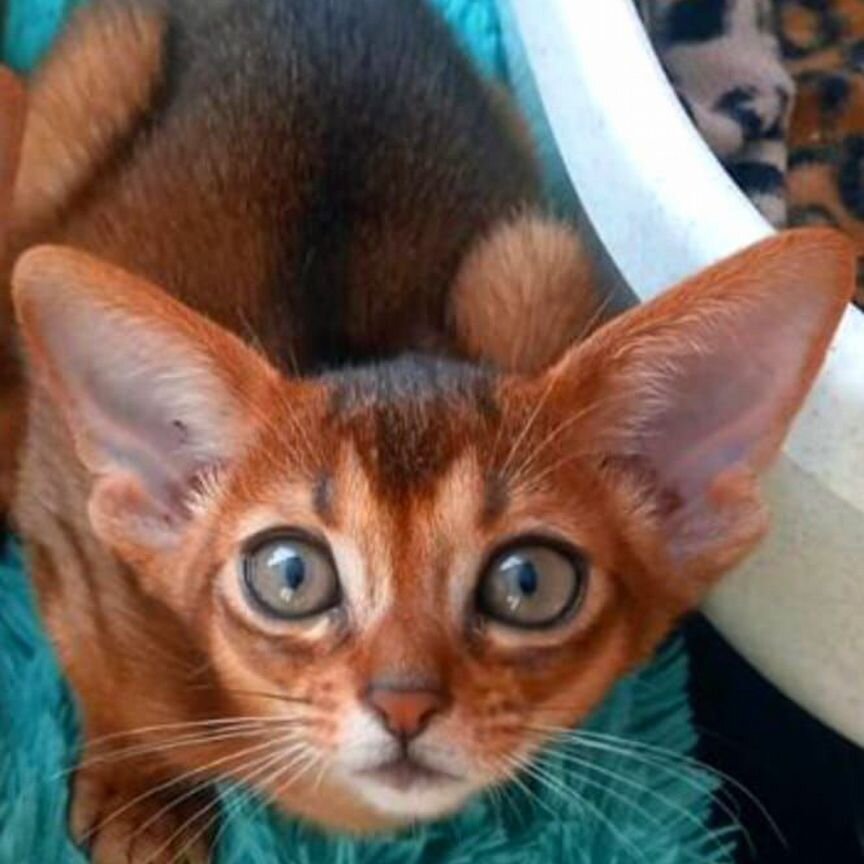 Абиссинские котята с документами