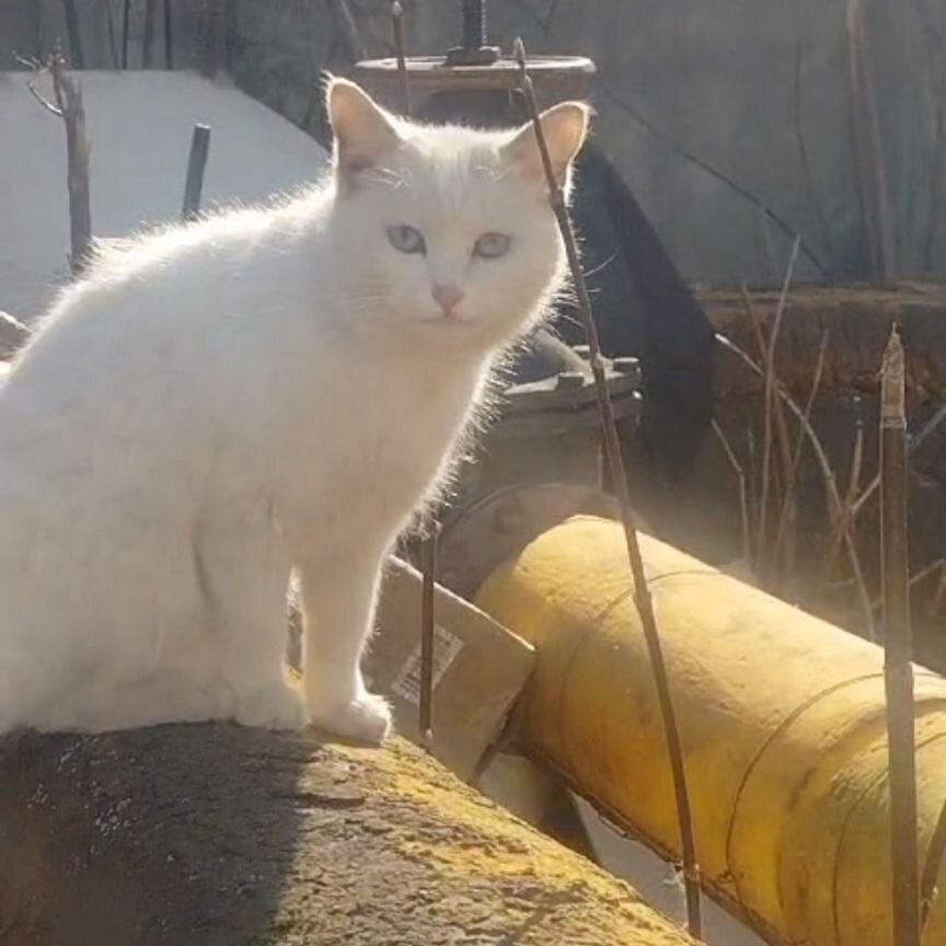 Котенок в добрые руки