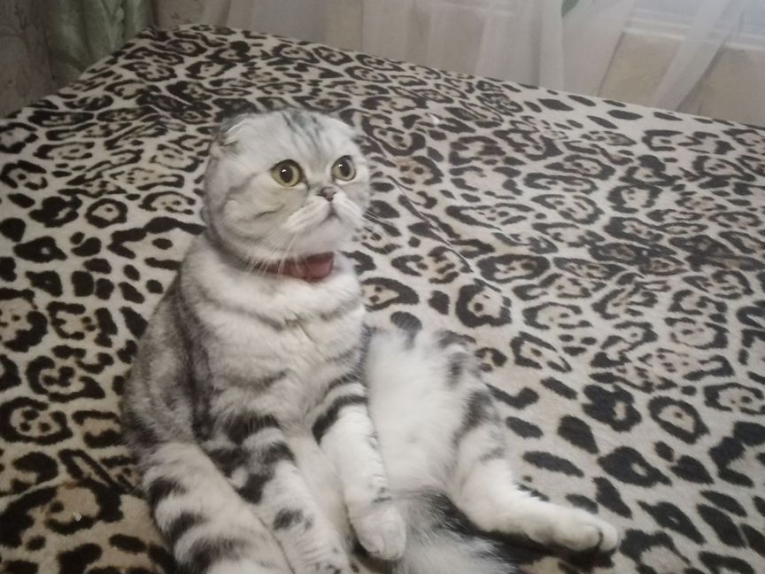 Кошечка нужен котик