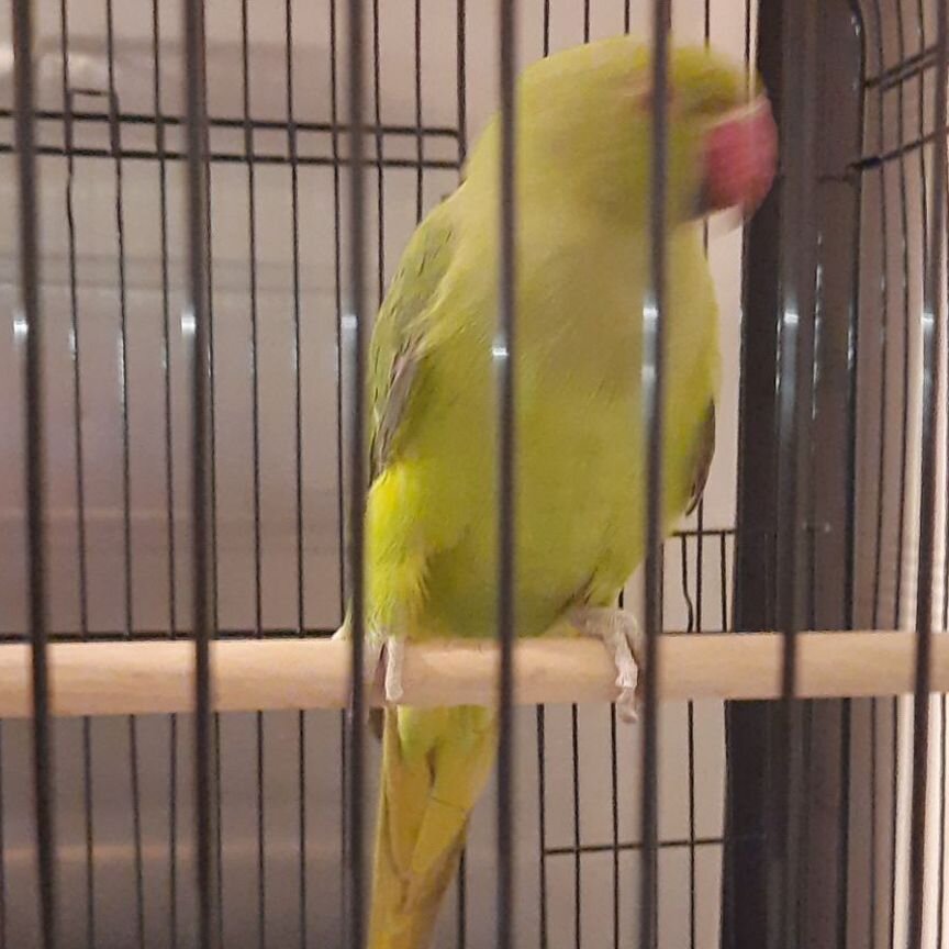 Ожереловый попугай с клеткой