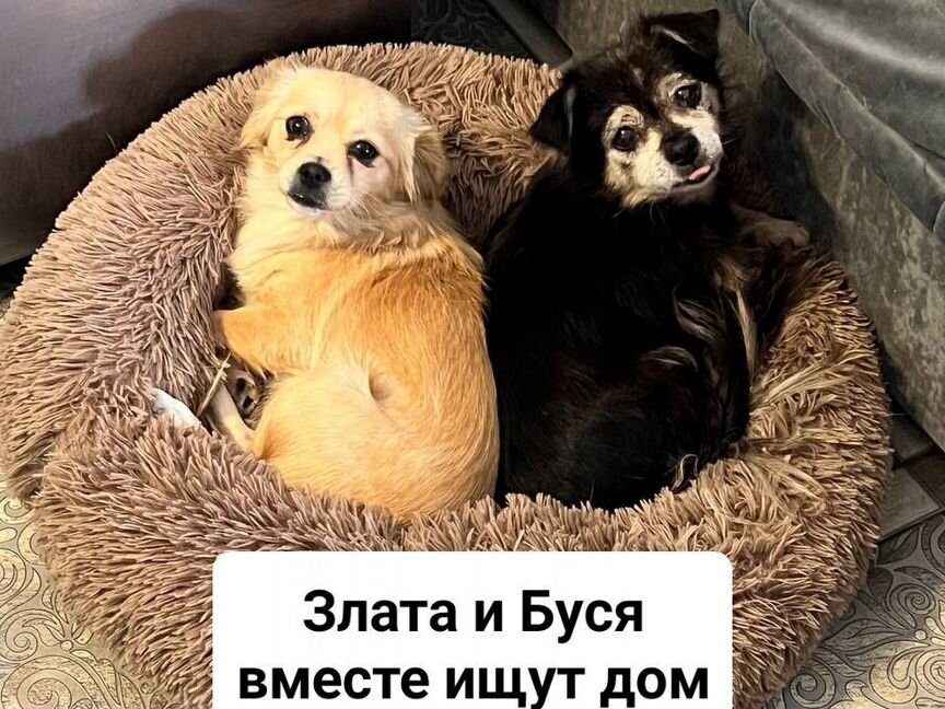 Две маленькие собачки ищут один дом