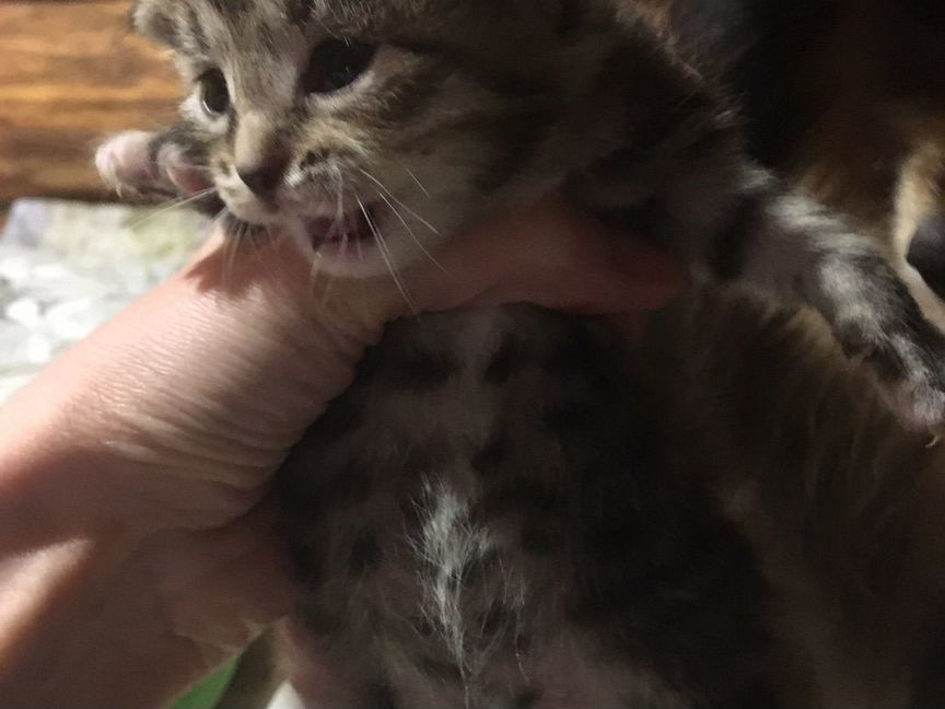 Котята Американского бобтэйла