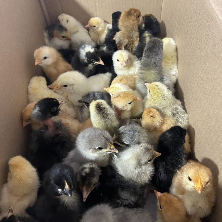 Цыплята суточные