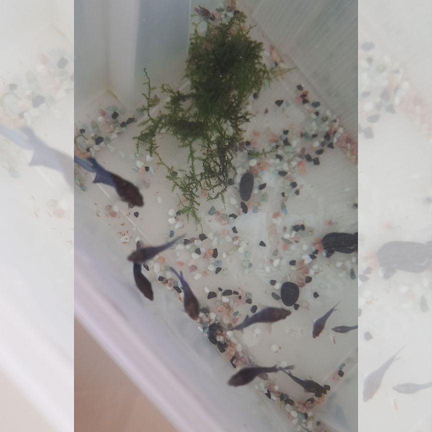 Рыба петушок