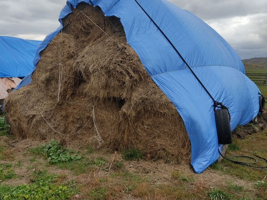 Сено разнотравье, костер, тимофеевка