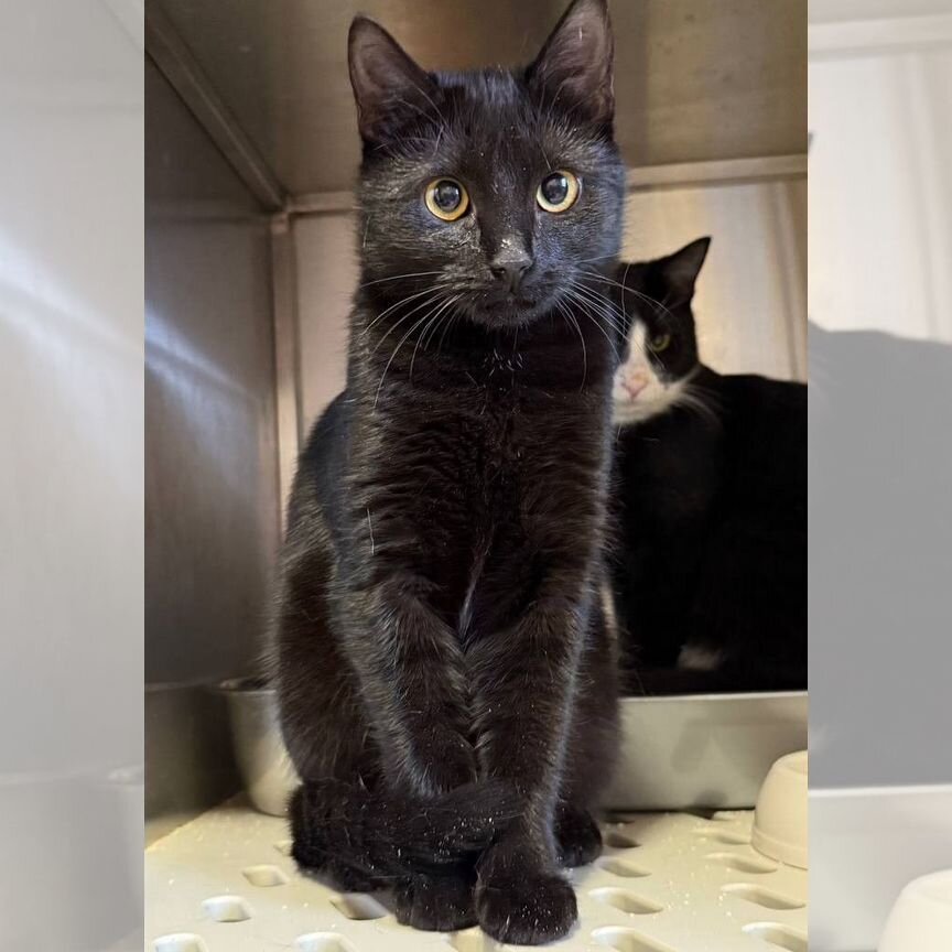 Взрослая кошка в добрые руки