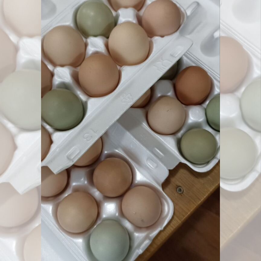 Инкубационное яйцо кур Амераукана Лав.и Поместное