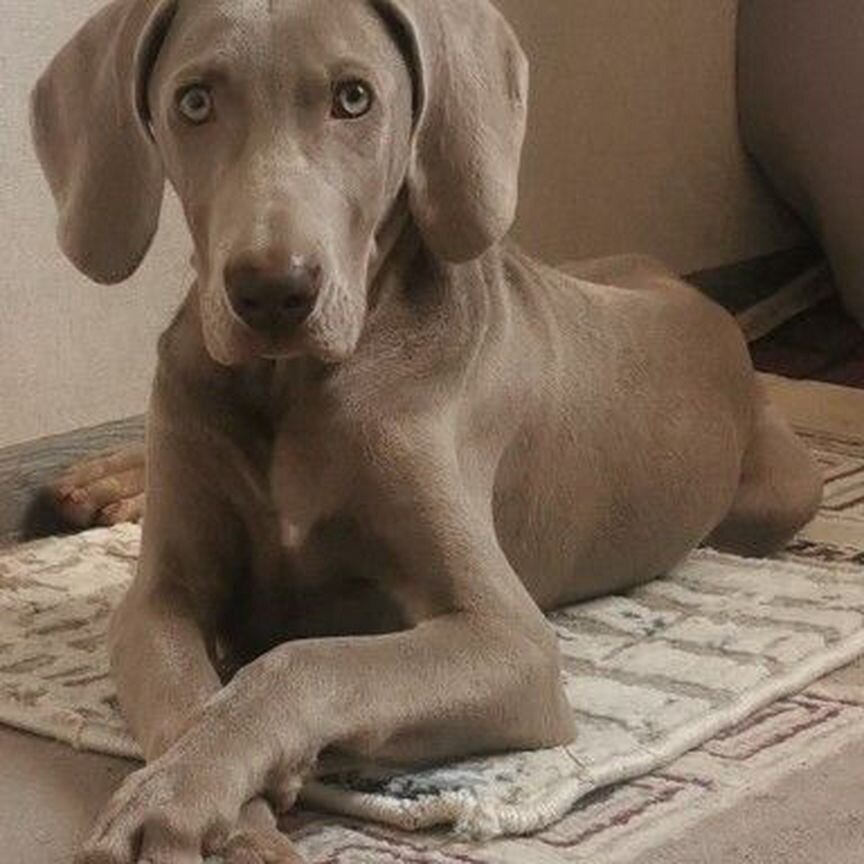 Подрощеный Веймаранер в семью охотника