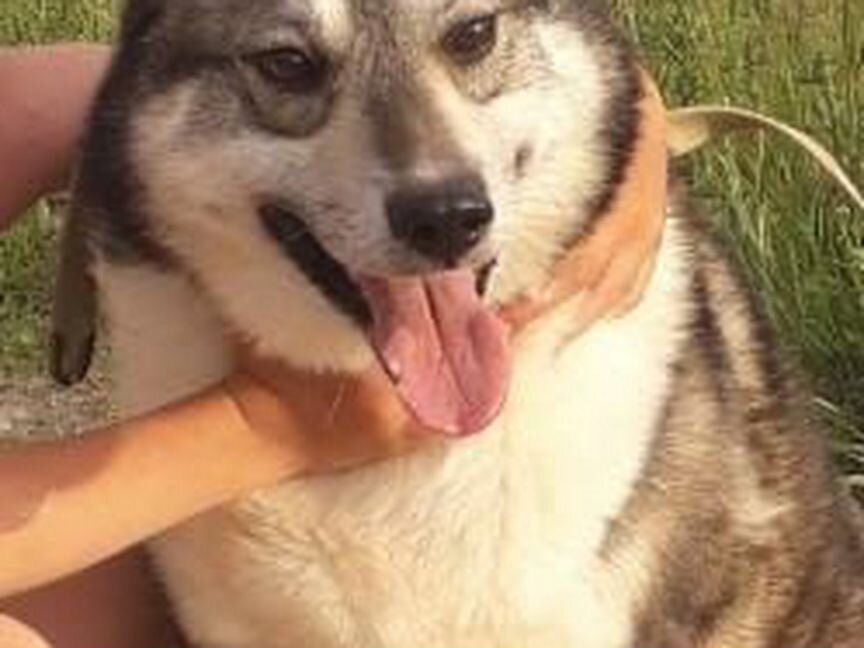 Западно сибирская лайка