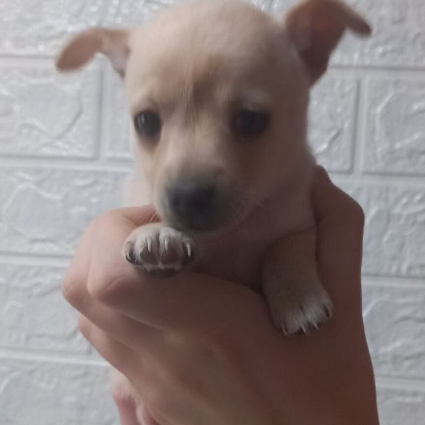 Щенок в добрые руки