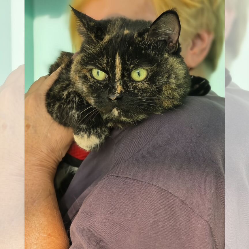 Взрослая кошка в добрые руки