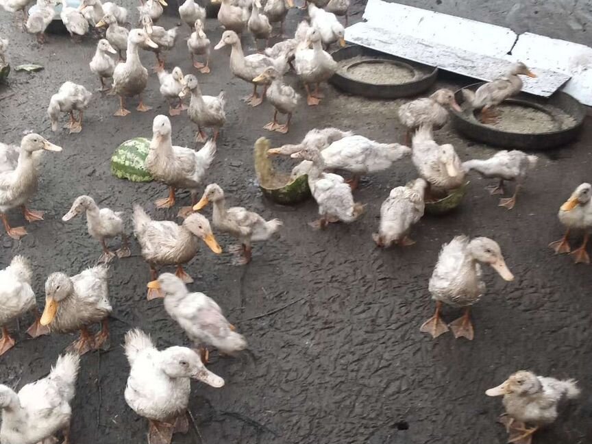 Утка Чили вили