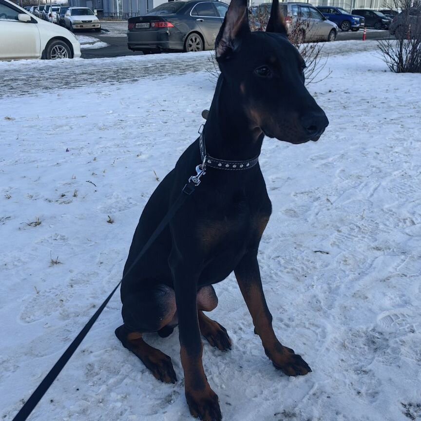 Доберман 6 месяцев