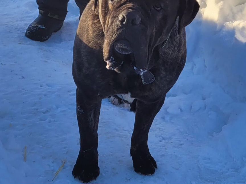 Кане Корсо в добрые руки