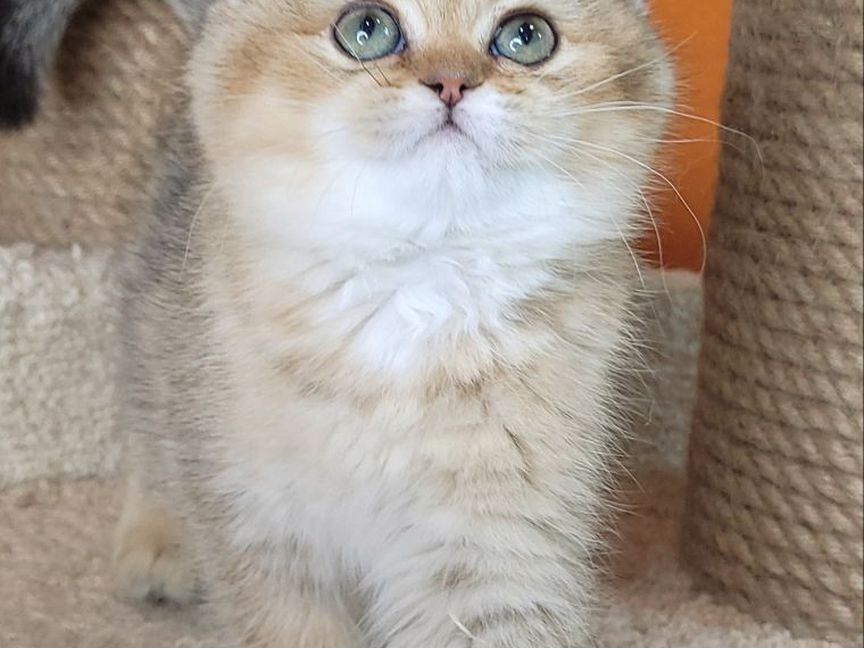 Шотландская золотая шиншилла с документами