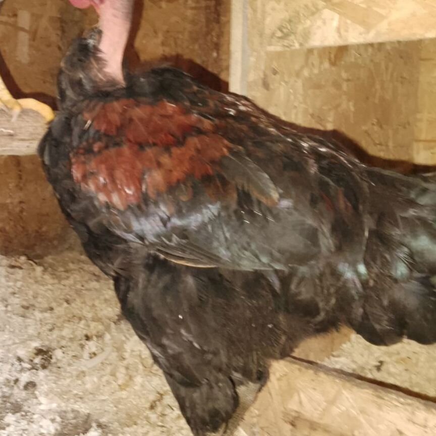 Петухи домашнии