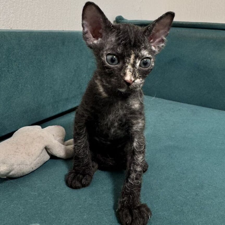 Канадский сфинкс котёнок