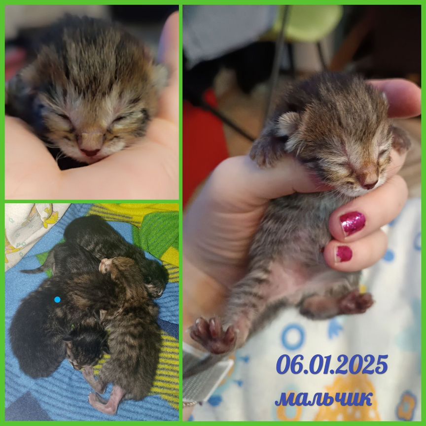 Котята в добрые руки