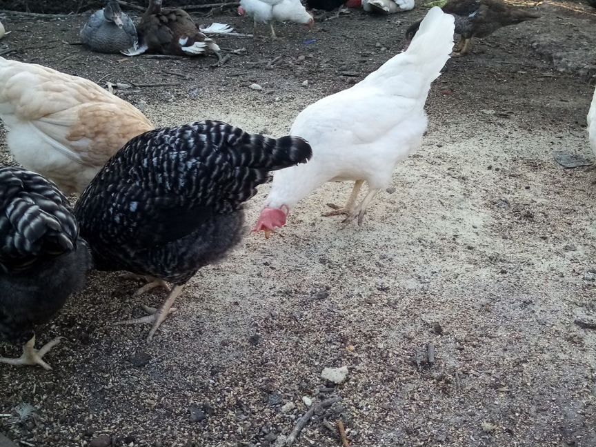 Куры молодки, петухи, несушки