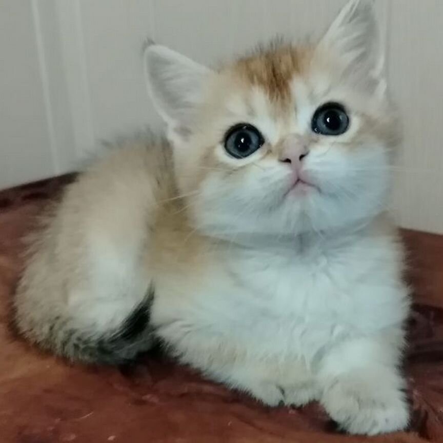 Шотландский рыжий котенок
