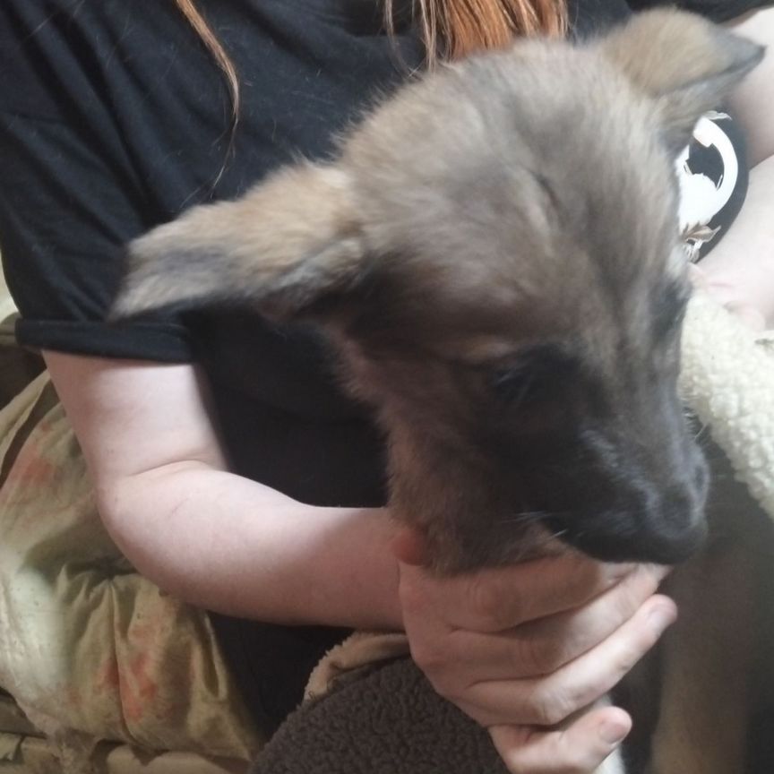 Щенок в добрые руки