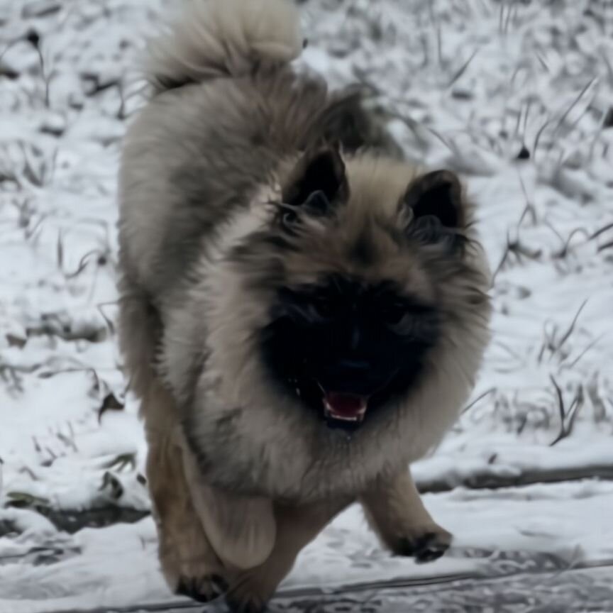 Вольфшпиц, щенок