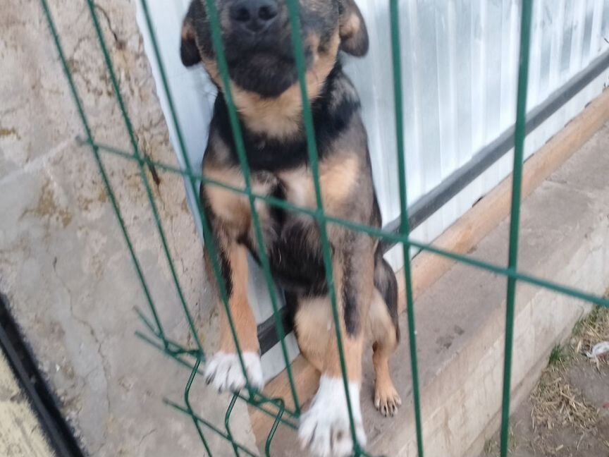 Собака