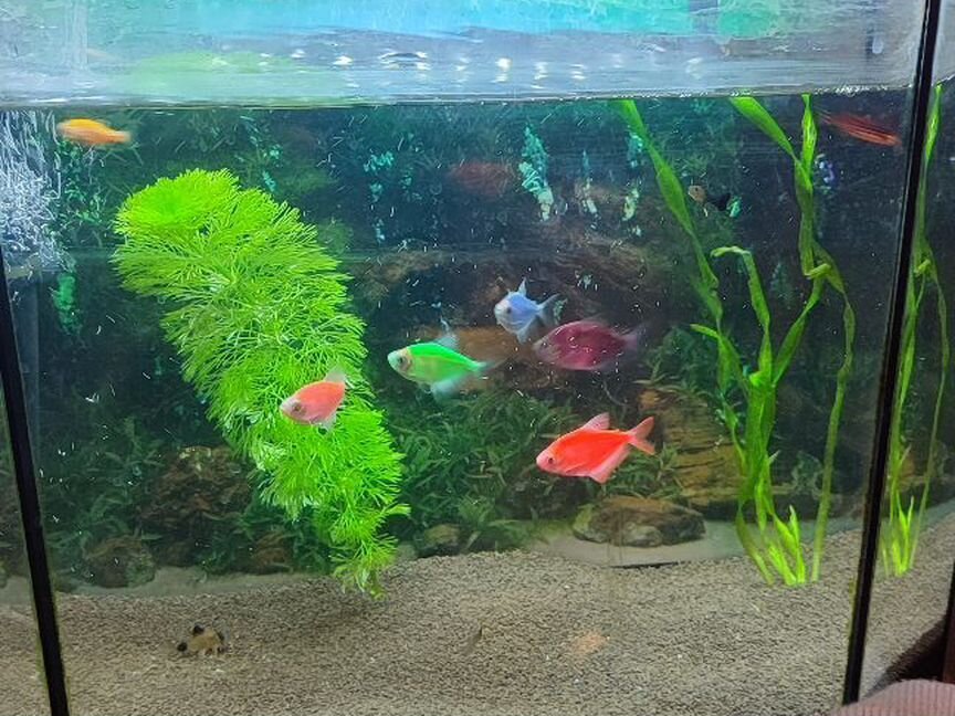 Рыбки тернеции