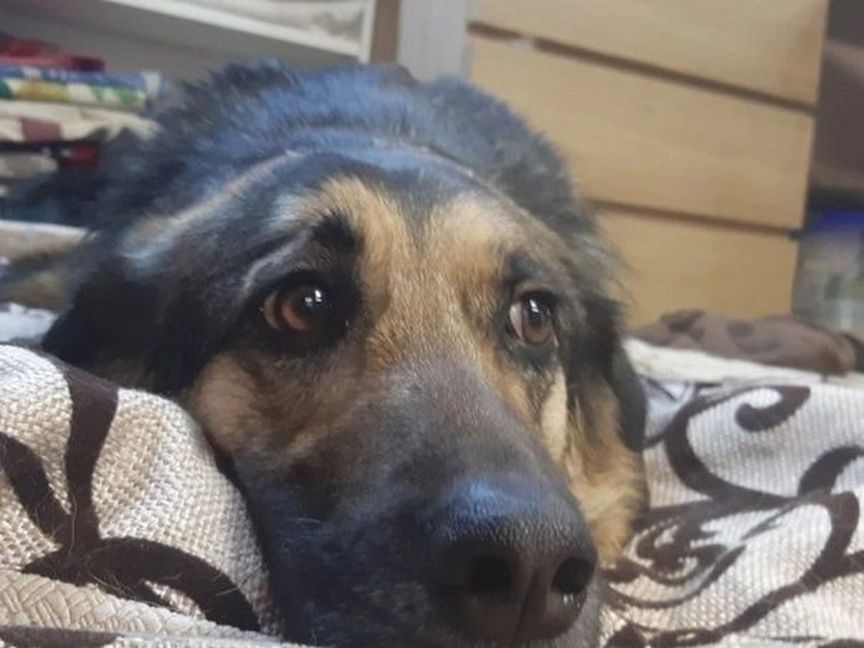 Собака Бэлла