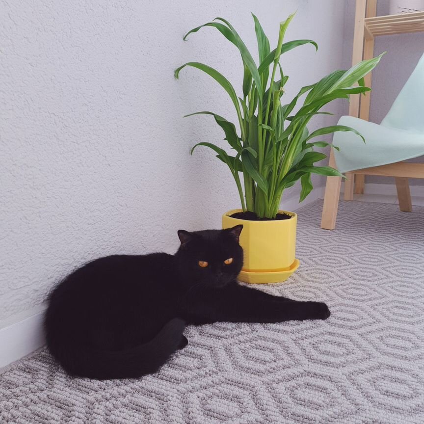 Отдам кошку в добрые руки