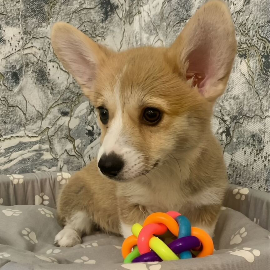 Вельш Корги Пемброк, щенок