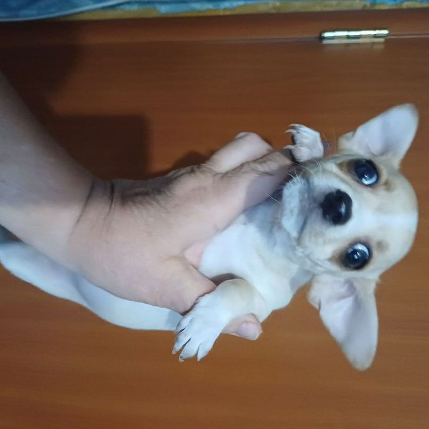 Качественные щенки мини той терьера разного пола 2