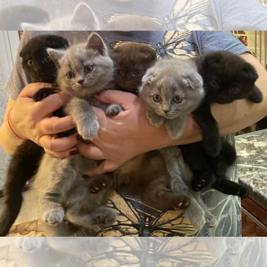 Вислоухие котята