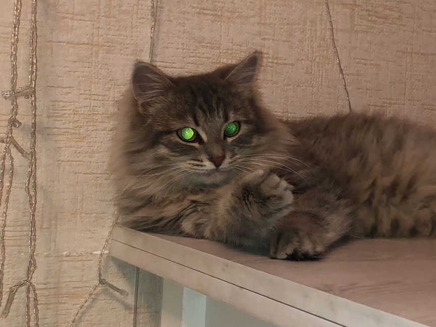 Метис