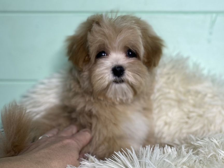 Кукольный мальчик Мальтипу Ф1