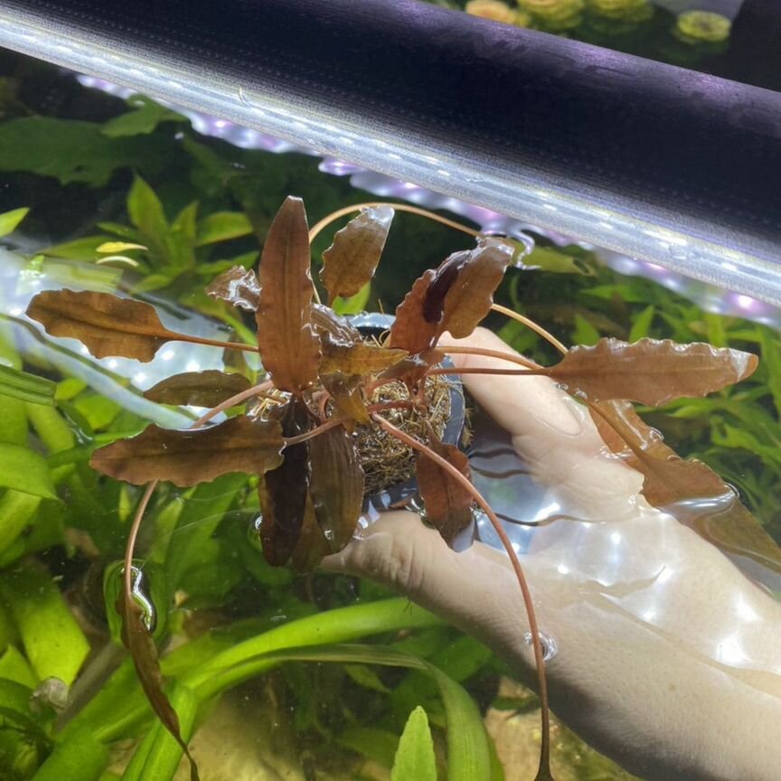 Криптокорина балансея,худорой,люценс