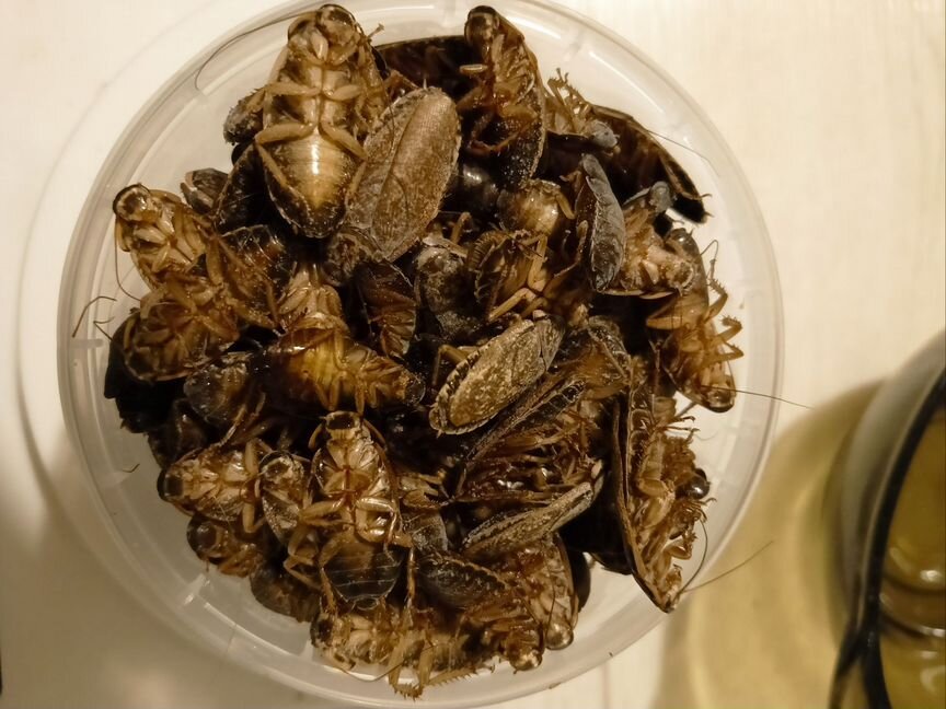 Мраморные тараканы, корм