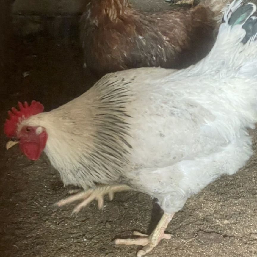 Петух адлерская серебристая