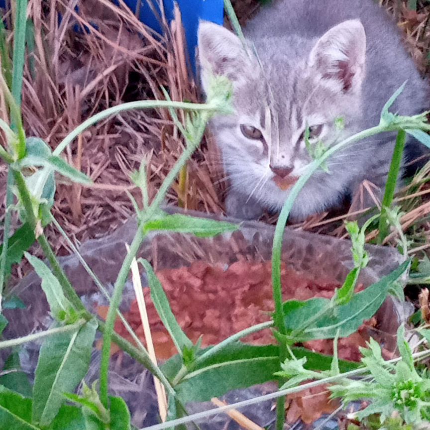 Котенок сирота