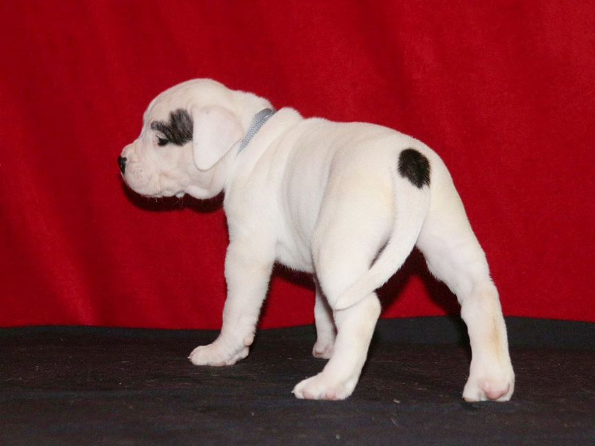 Аргентинский дог кобель пет класс в любимцы