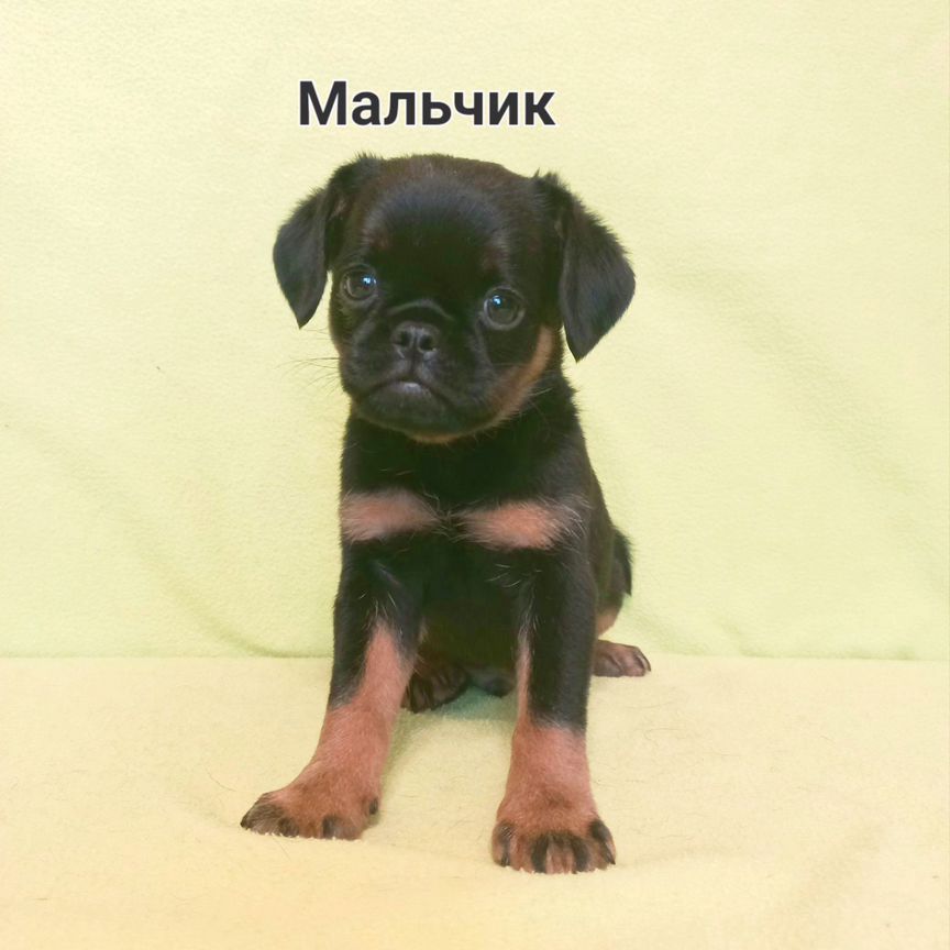 Мальчишка пти брабансона 2 мес