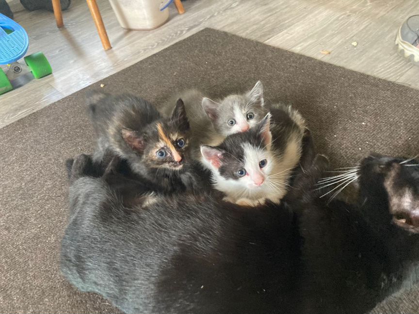 Котята в добрые руки