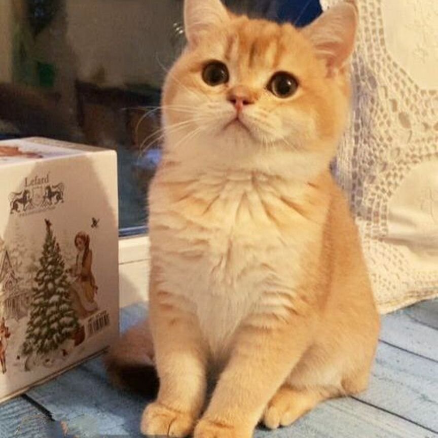 Британские котята,золотой мальчик